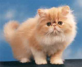 Il gatto rosa di Fulvia Perillo
